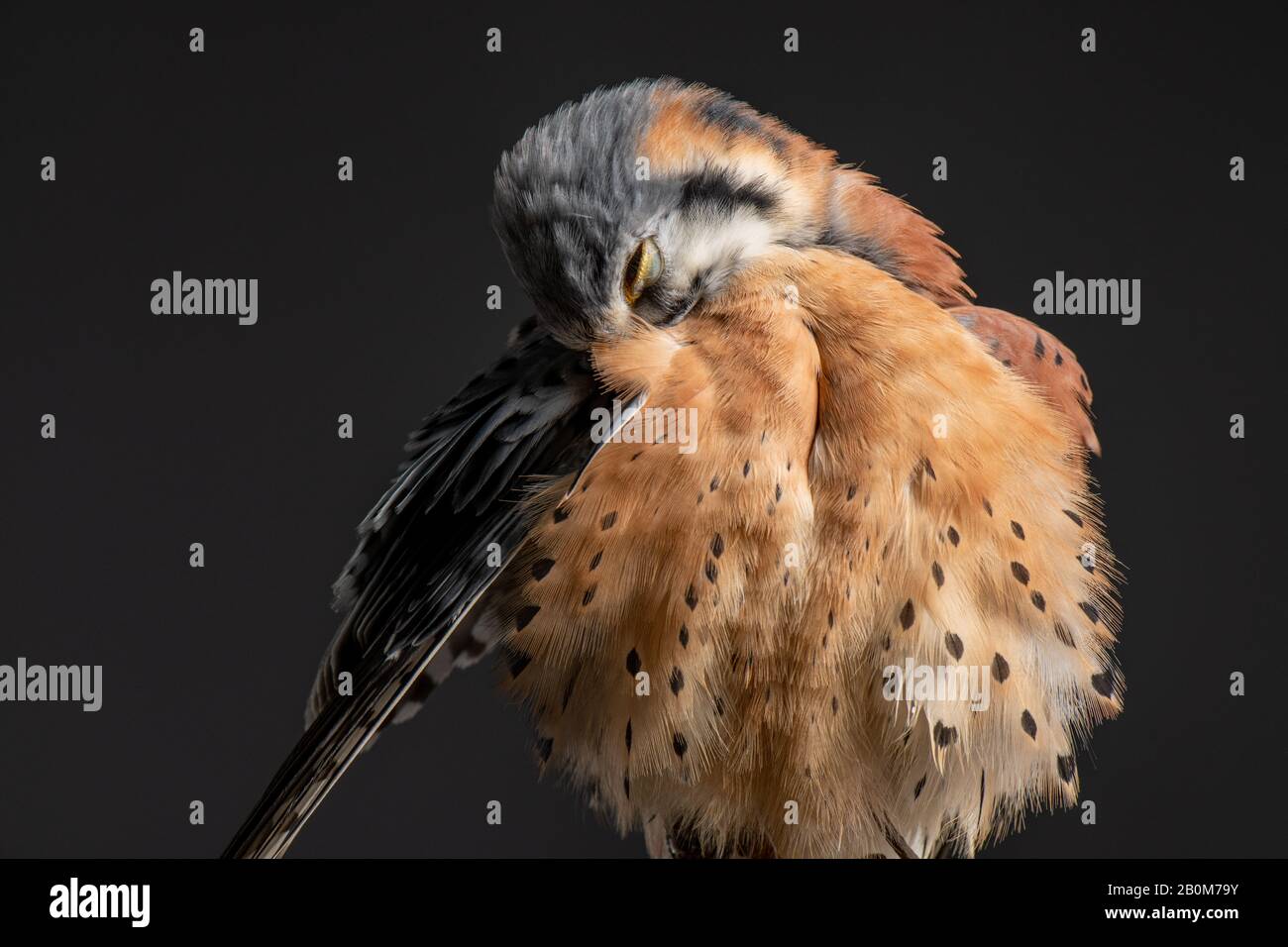 American kestrel immagini e fotografie stock ad alta risoluzione - Alamy