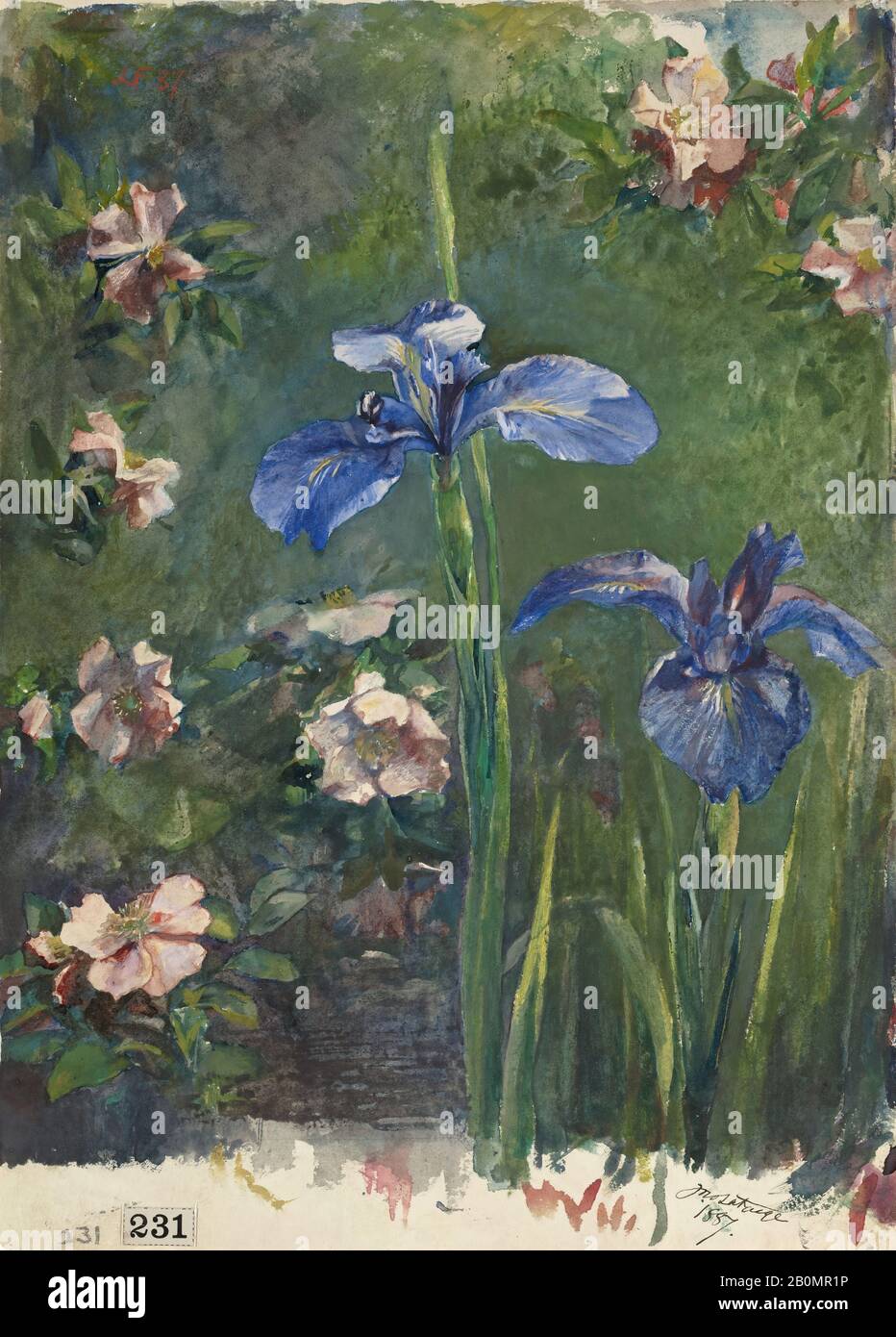 Disegni di rose selvatiche immagini e fotografie stock ad alta ...