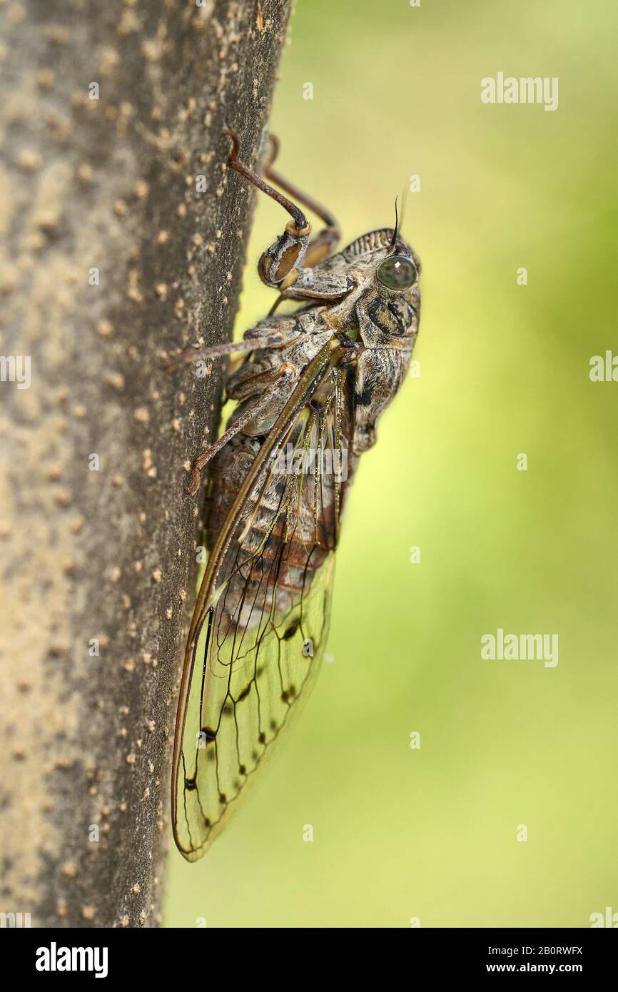 Cicala di cicale immagini e fotografie stock ad alta risoluzione - Alamy