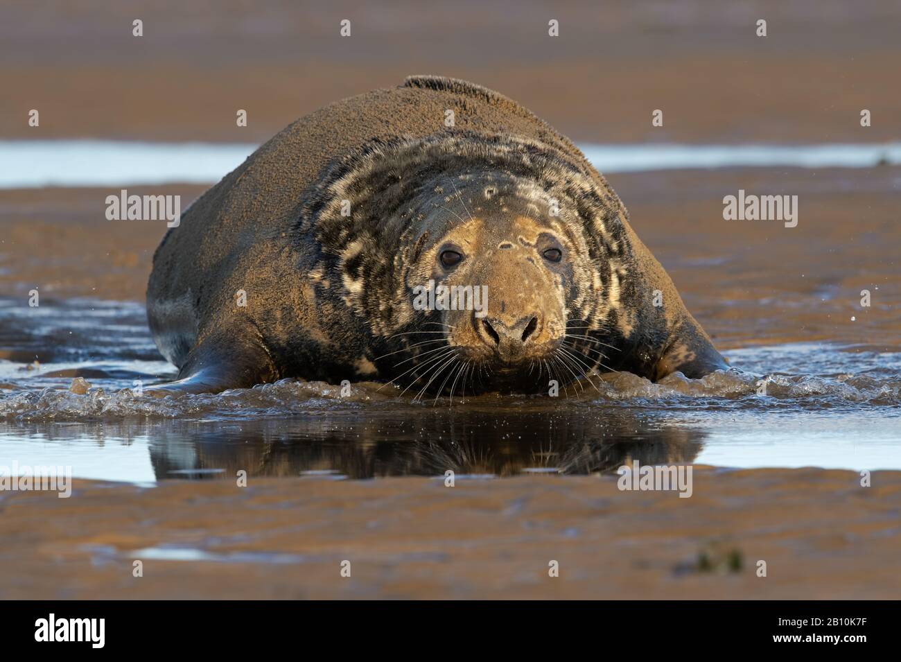 Foca grigia halichoerus grypus maschio immagini e fotografie stock ad ...