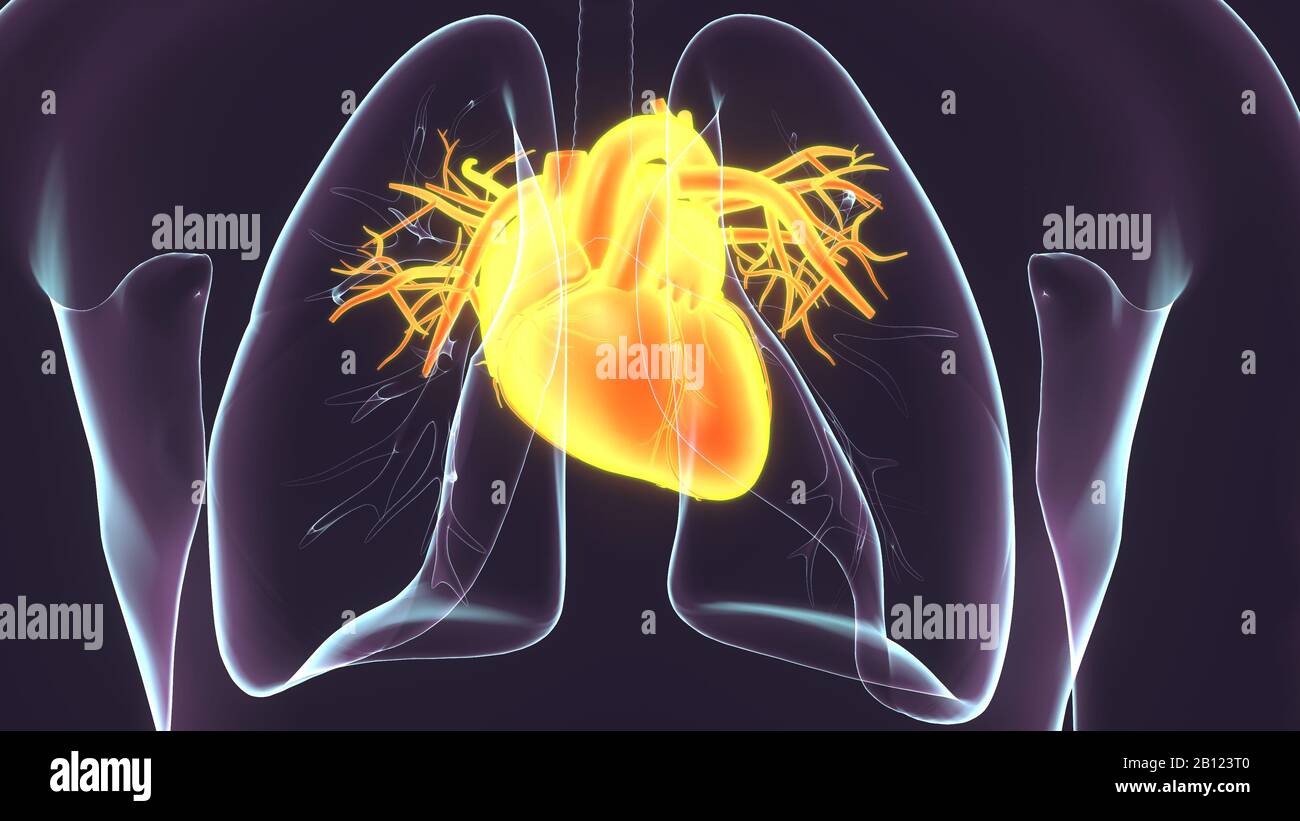 Anatomia del corpo umano e del cuore 3d immagini e fotografie stock ad ...