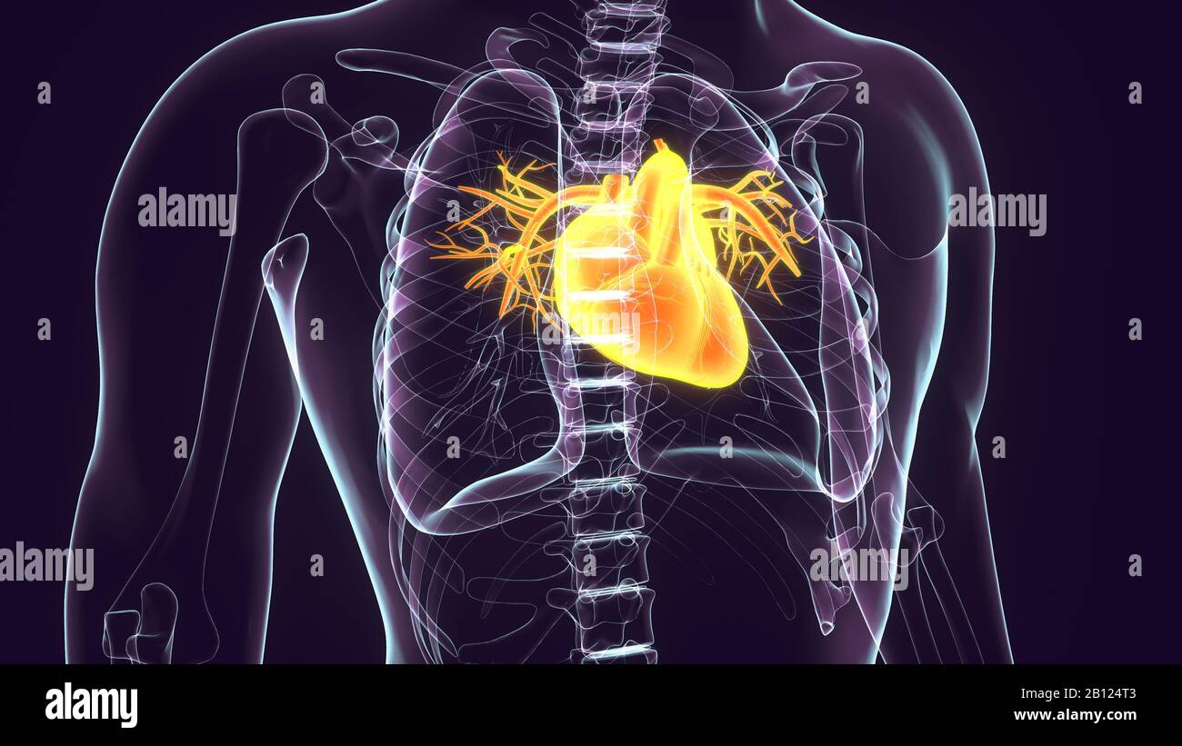 Anatomia del corpo umano e del cuore 3d immagini e fotografie stock ad ...
