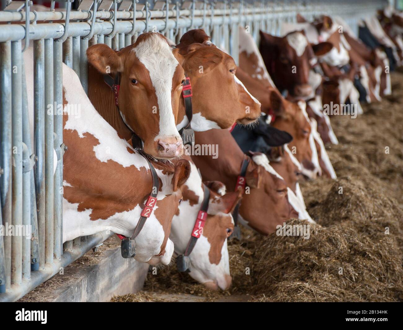 Mucche da latte marroni immagini e fotografie stock ad alta risoluzione ...