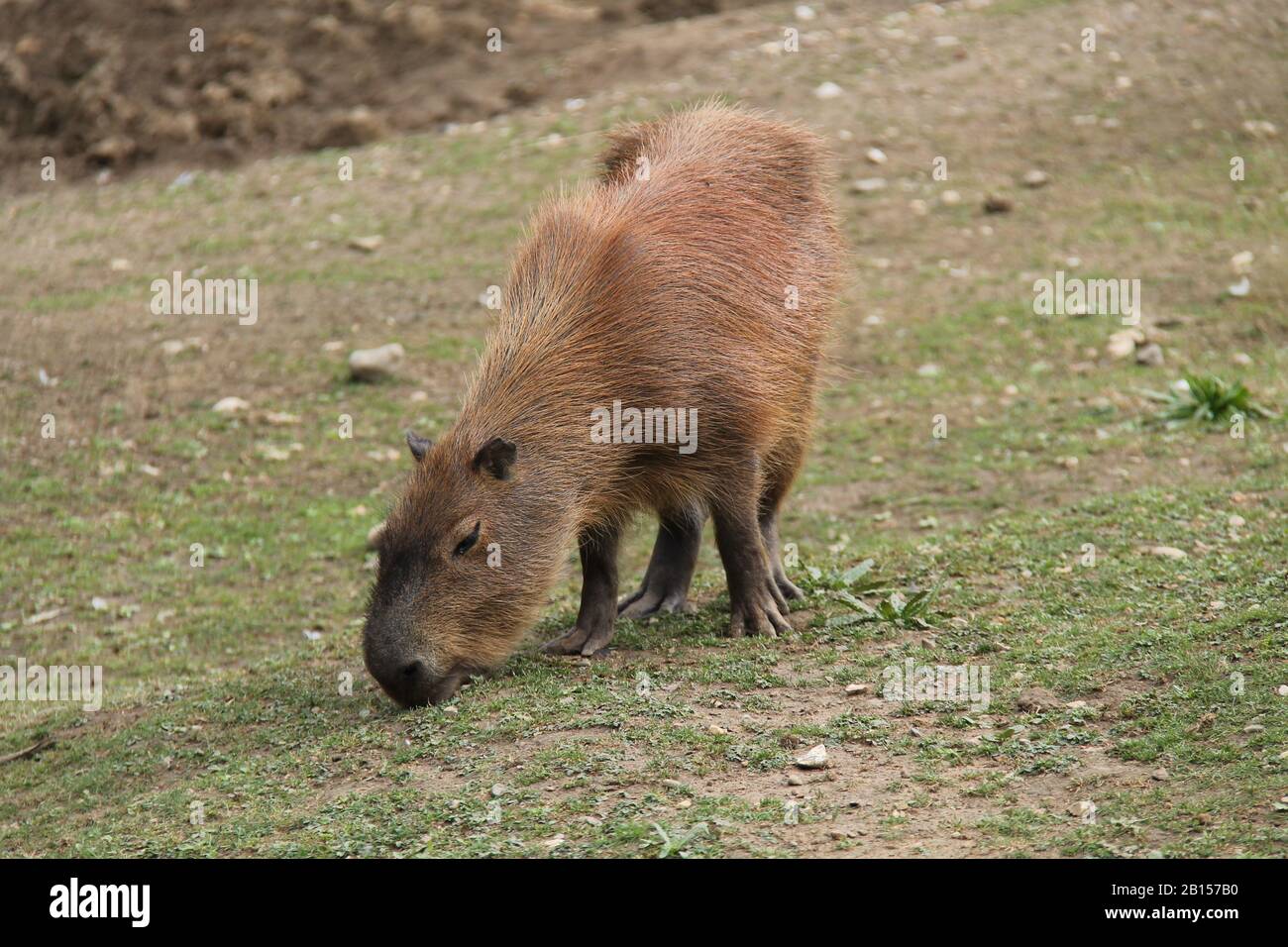Capibara sudamericano immagini e fotografie stock ad alta risoluzione ...