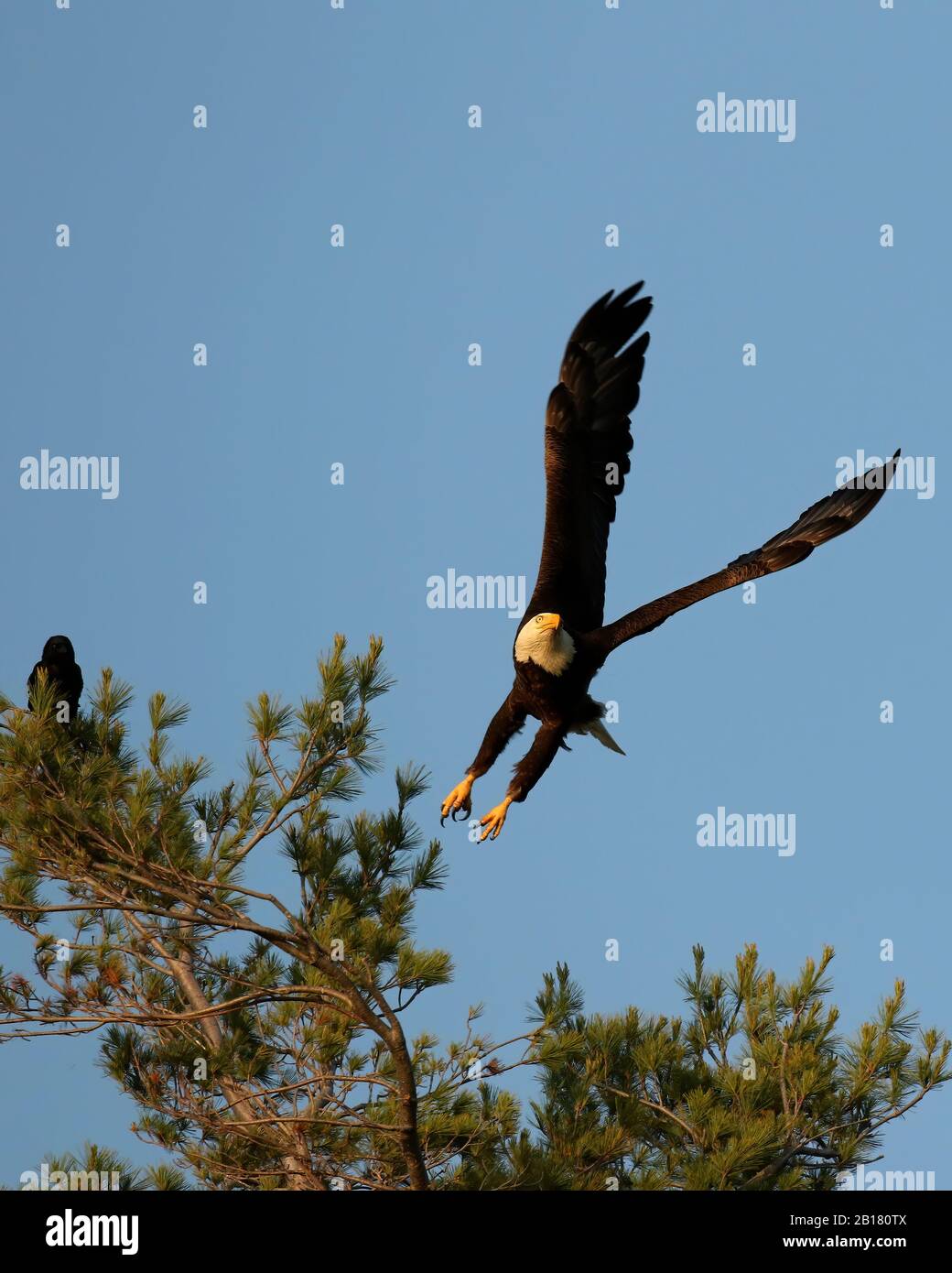 Aquila calva in volo immagini e fotografie stock ad alta risoluzione ...