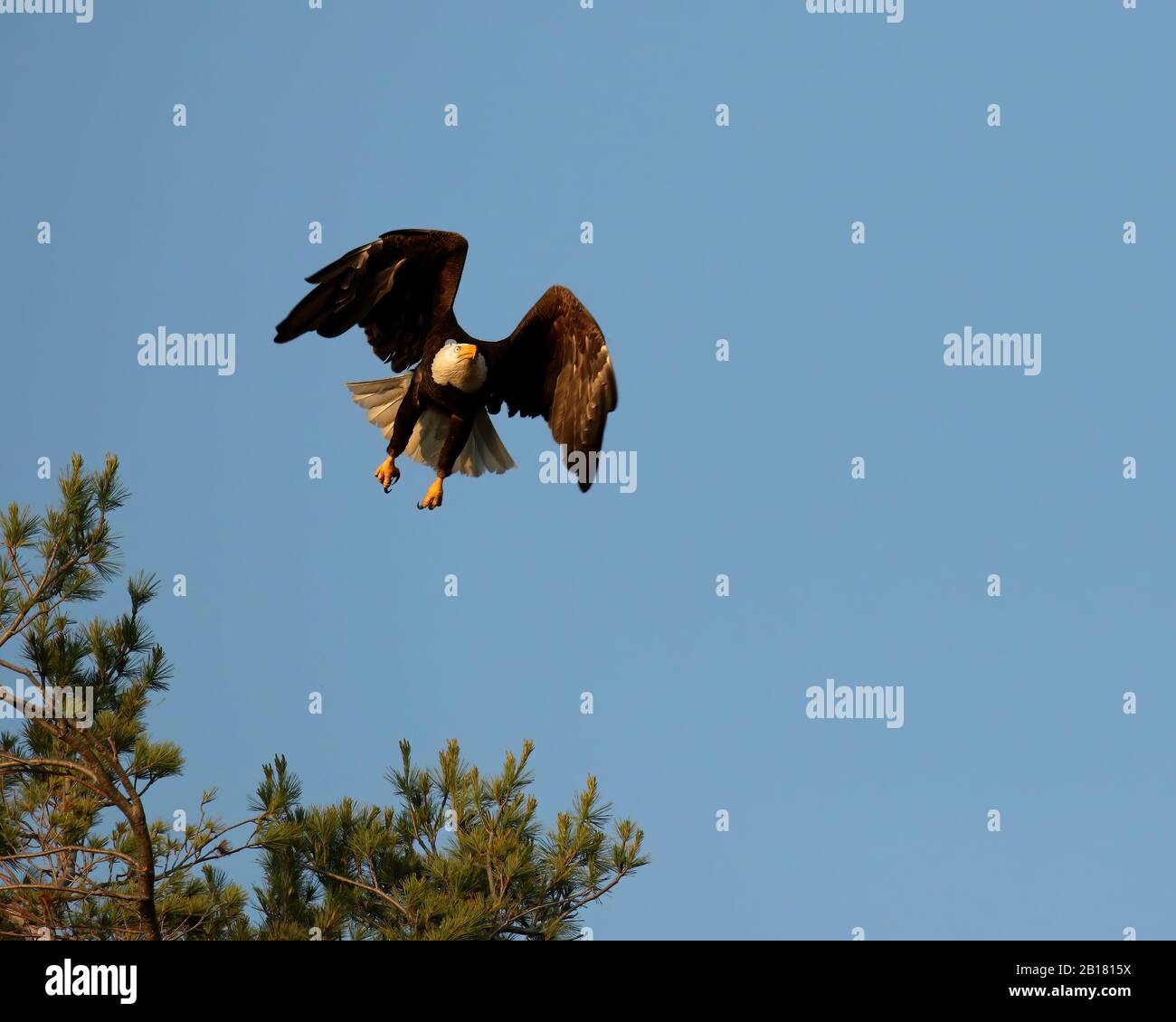 Aquila calva in volo immagini e fotografie stock ad alta risoluzione ...