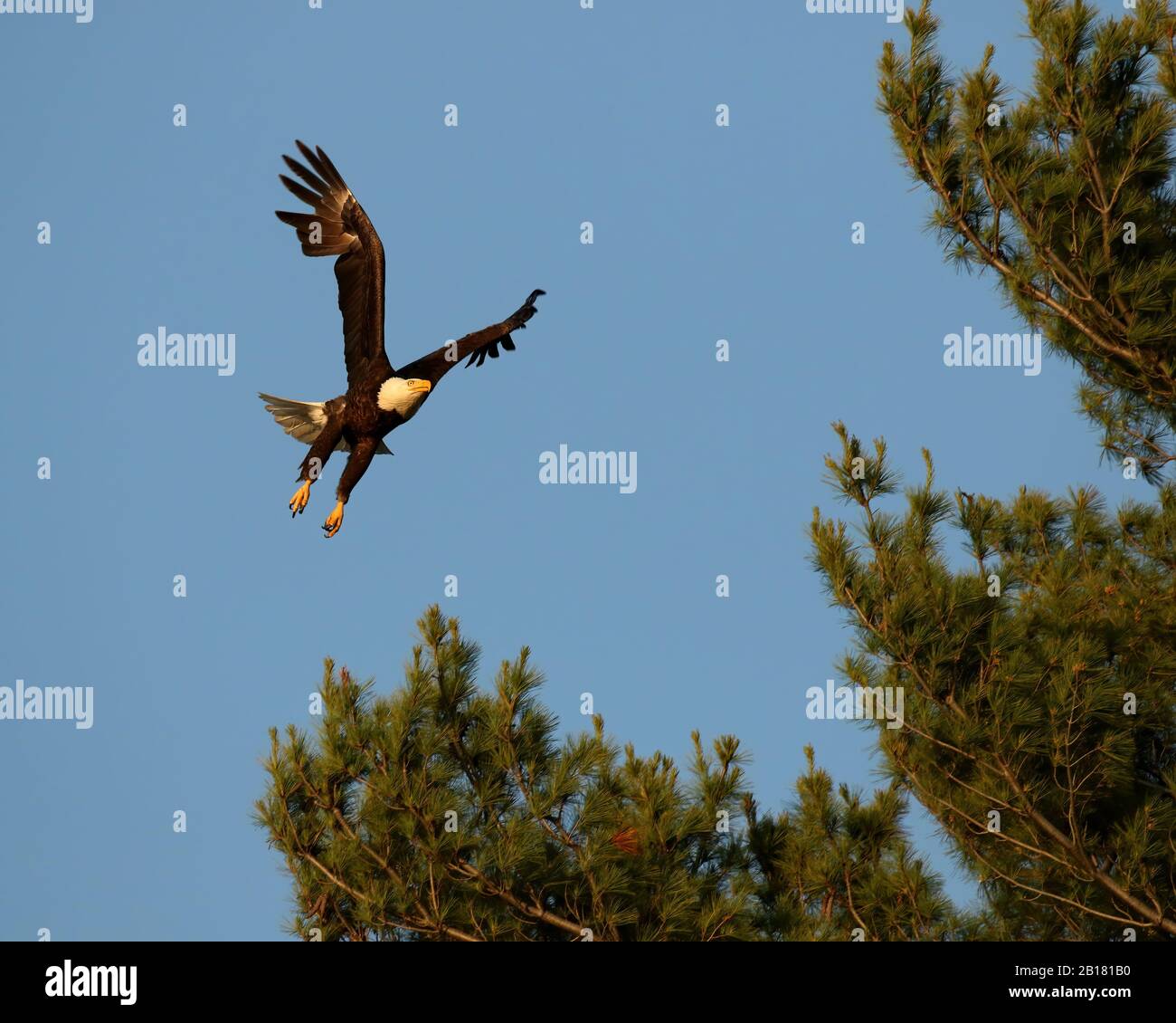 Aquila calva in volo immagini e fotografie stock ad alta risoluzione ...