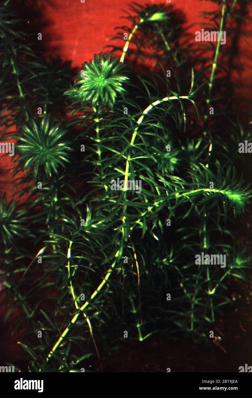 Hydrilla verticillata immagini e fotografie stock ad alta risoluzione ...