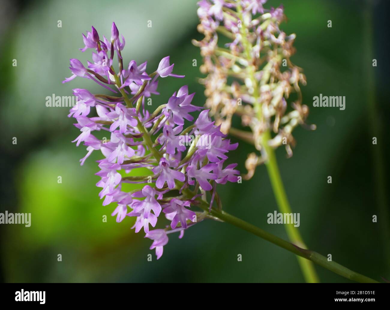 Orchidee rare immagini e fotografie stock ad alta risoluzione - Alamy