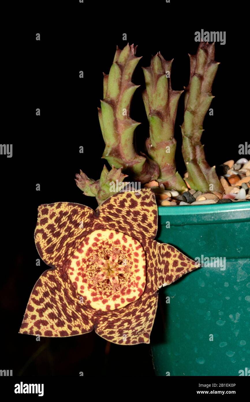 Orbea variegata plant immagini e fotografie stock ad alta risoluzione ...