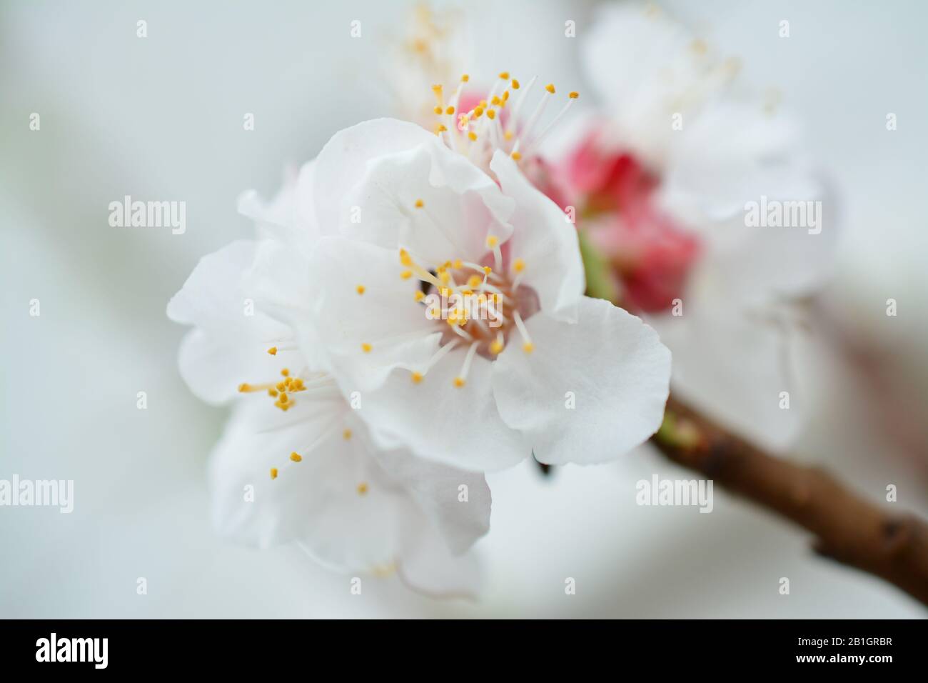 Albero di pesco in fiore immagini e fotografie stock ad alta ...