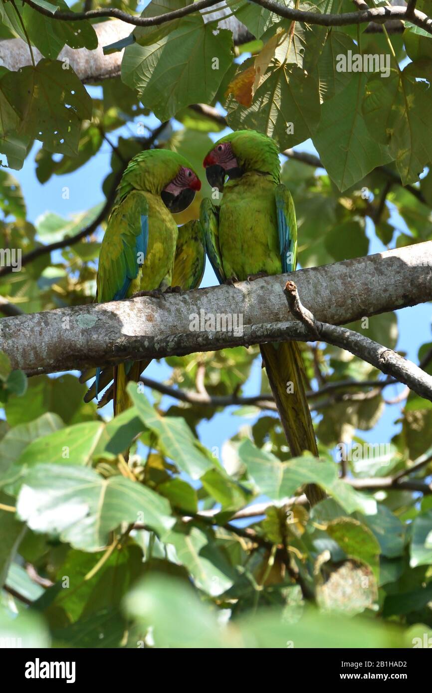 Una coppetta di rare grandi Macaws verdi nella foresta pluviale del ...
