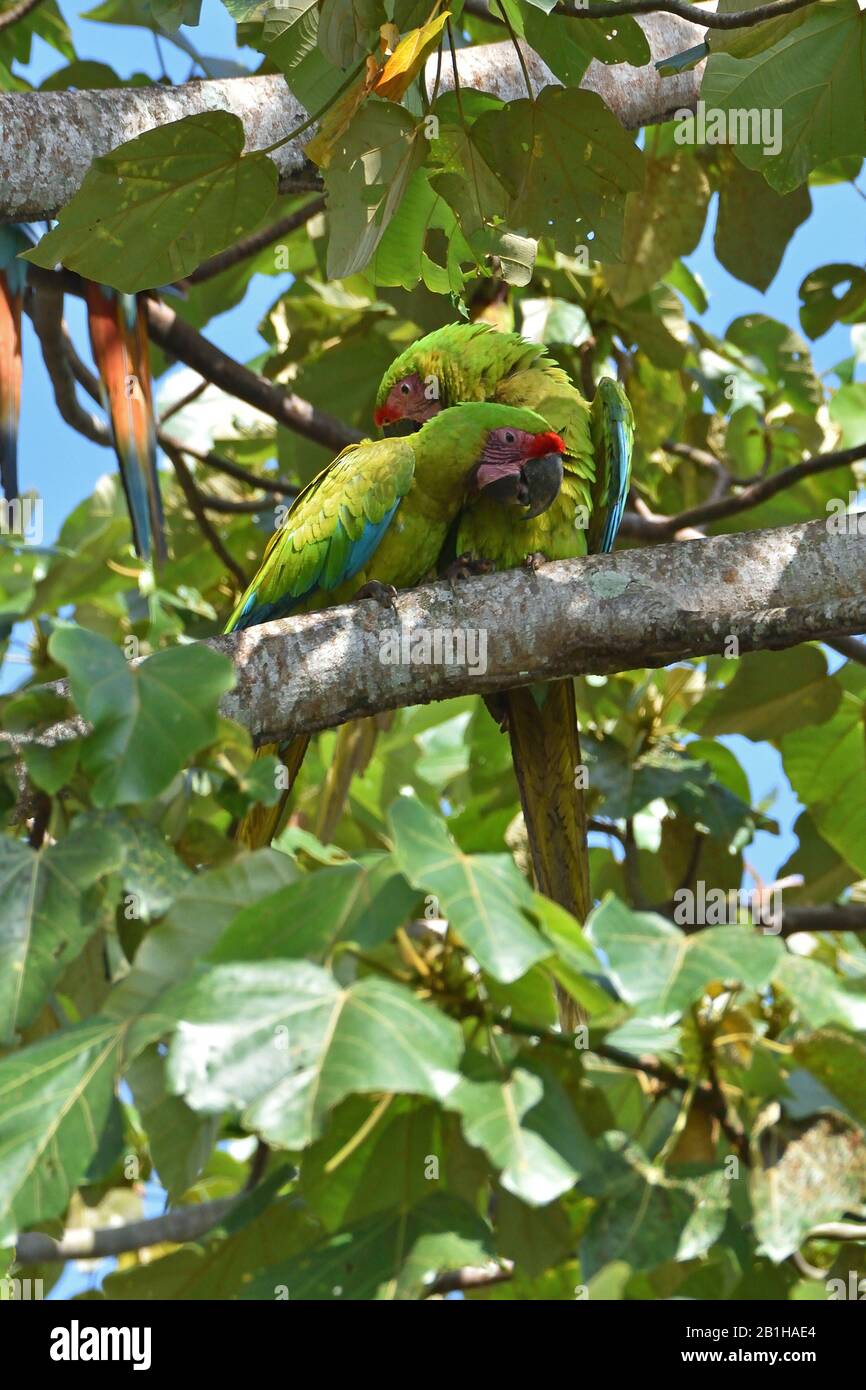 Una coppetta di rare grandi Macaws verdi nella foresta pluviale del ...