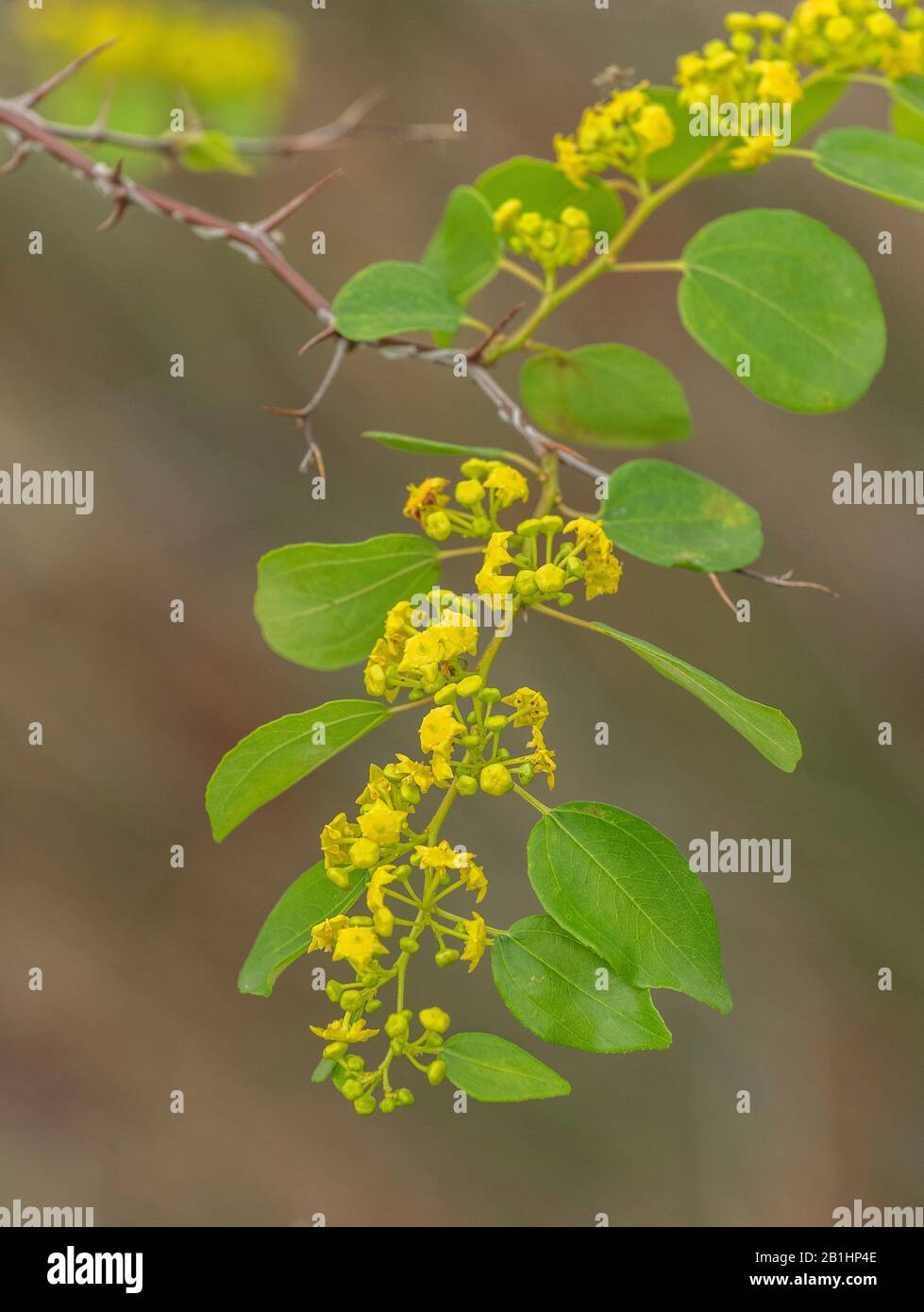 Gerusalemme spina paliurus immagini e fotografie stock ad alta ...