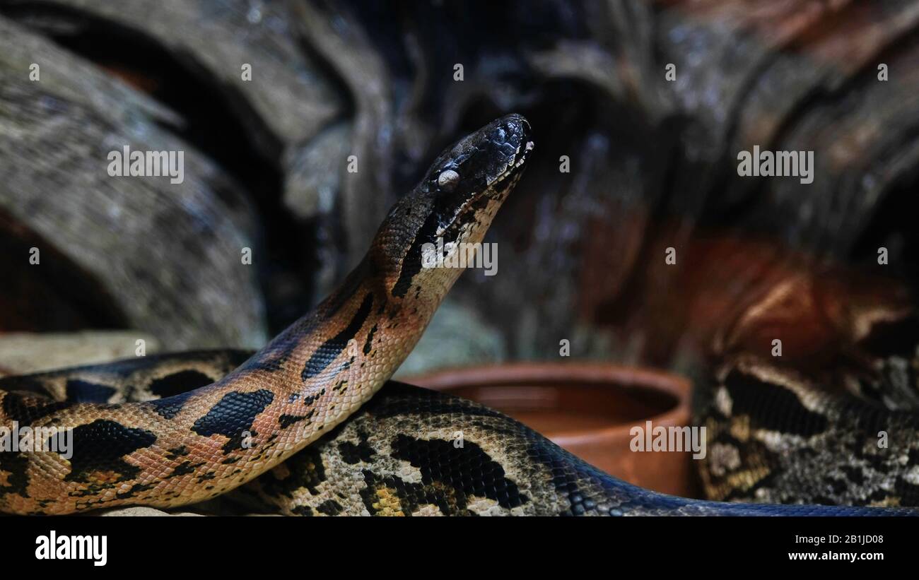Testa di serpente rialzata immagini e fotografie stock ad alta ...
