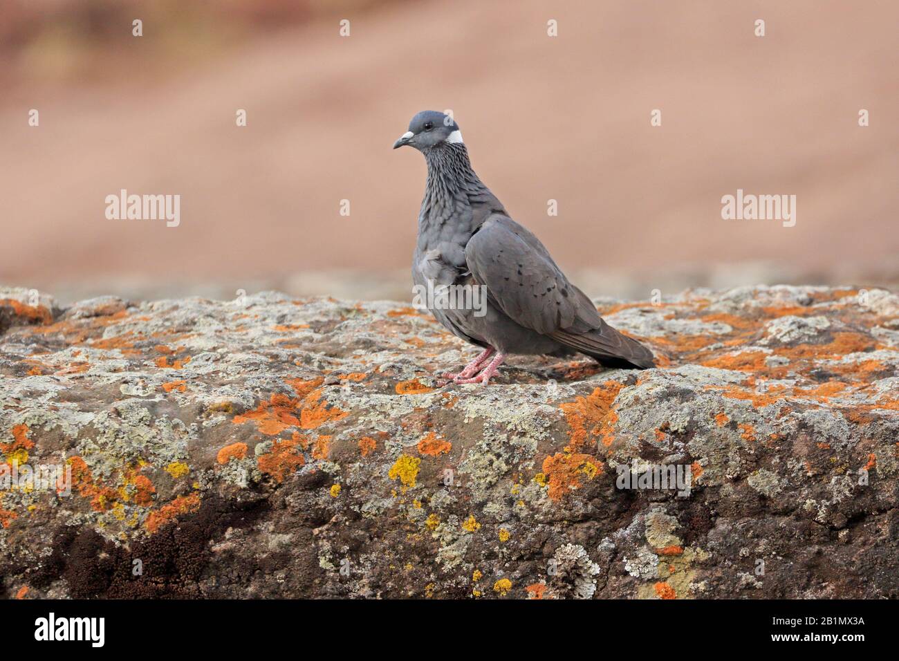 Piccione dal collare bianco columba albitorques immagini e fotografie ...