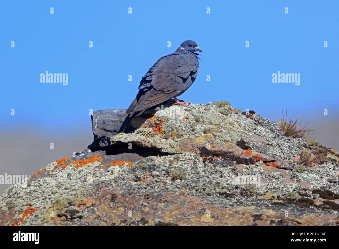 Piccione dal collare bianco columba albitorques immagini e fotografie ...