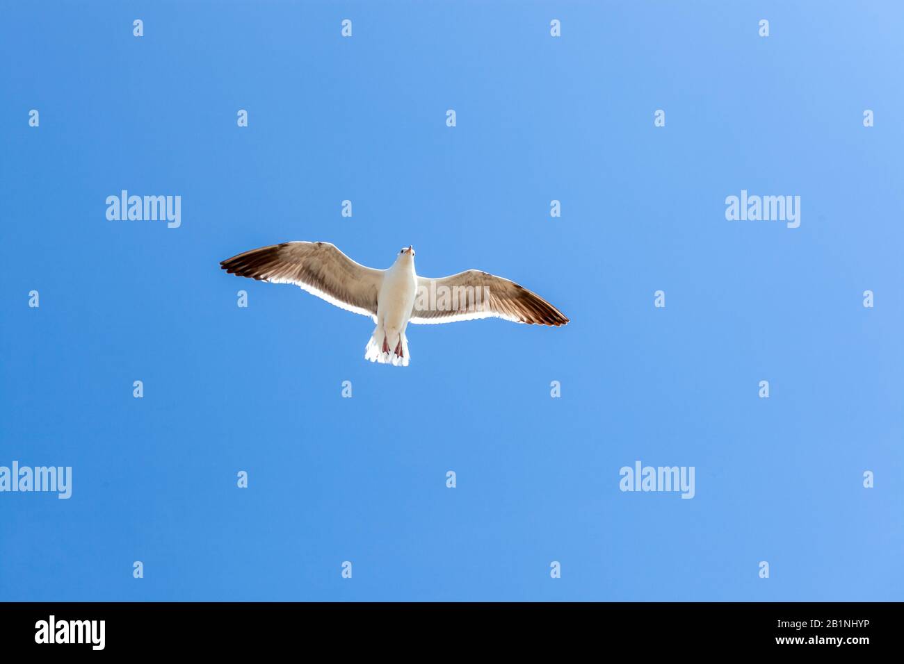 Gabbiani gabbiani gabbiani gabbiani al mare in volo immagini e ...