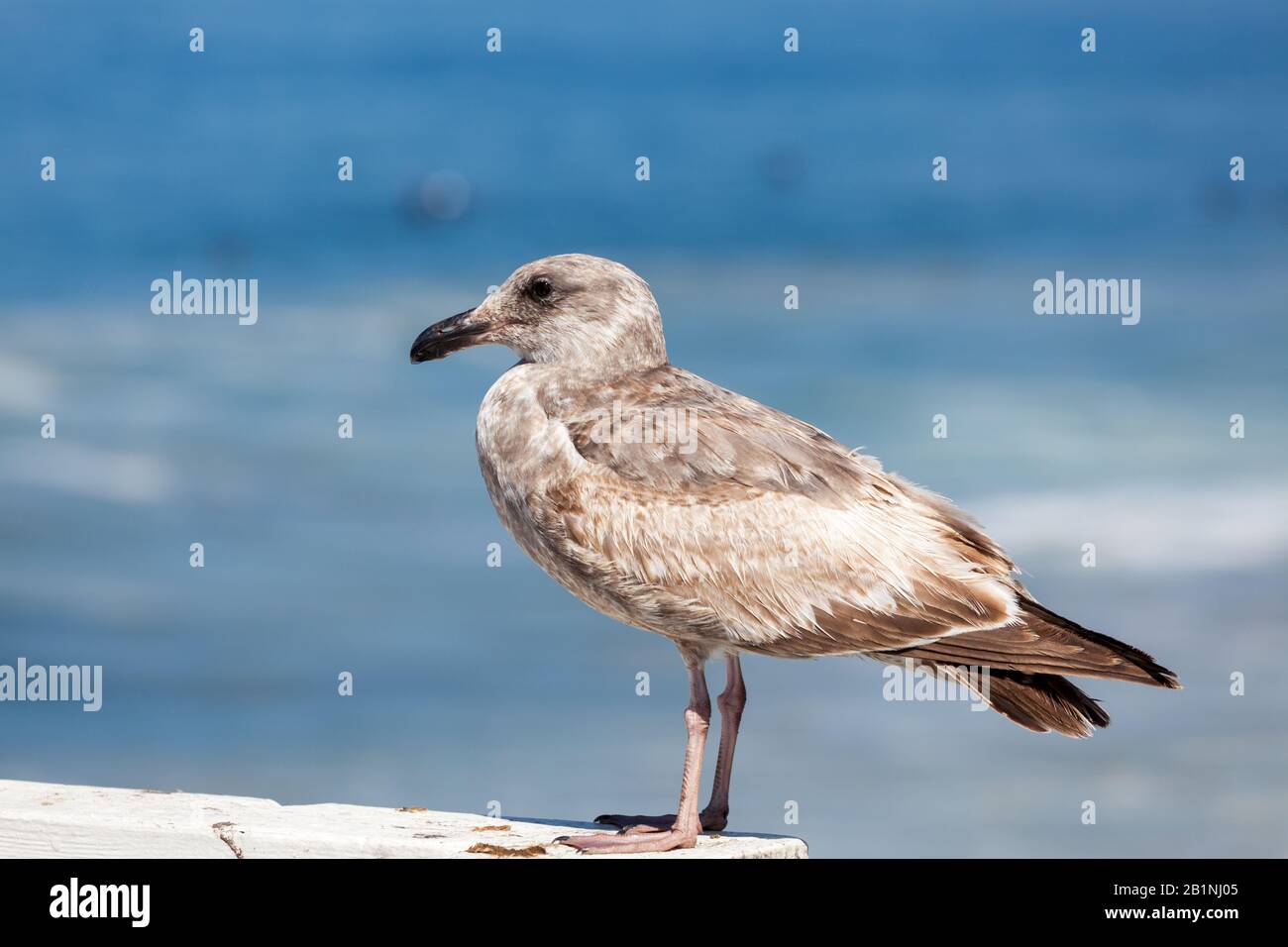 Gabbiani o gabbiani uccelli marini immagini e fotografie stock ad alta ...