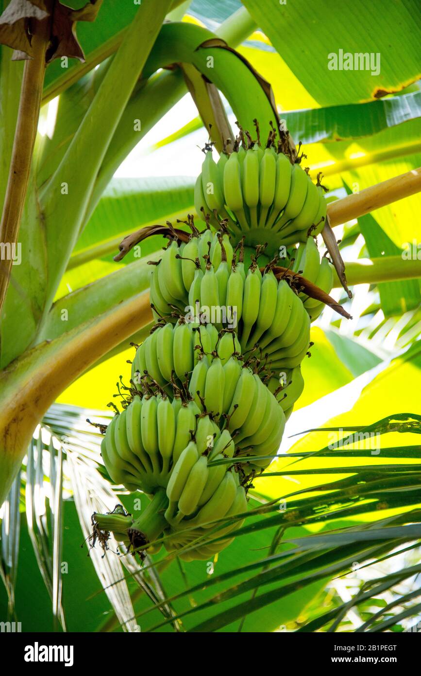 Alberi piante piante bananatree bananatrees immagini e fotografie stock ...