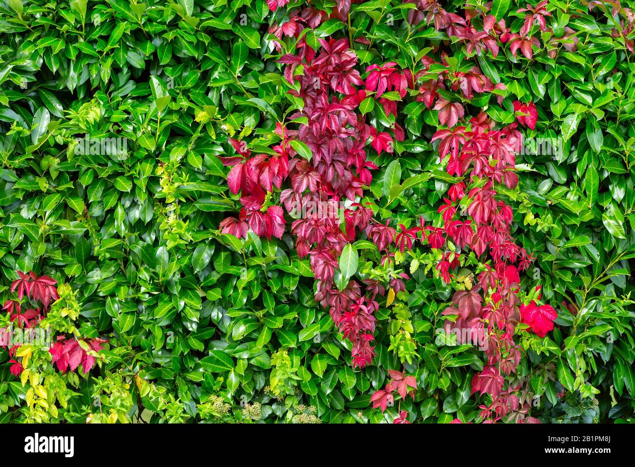 Cadono le foglie seamless texture di sfondo, uva recinzione del ...