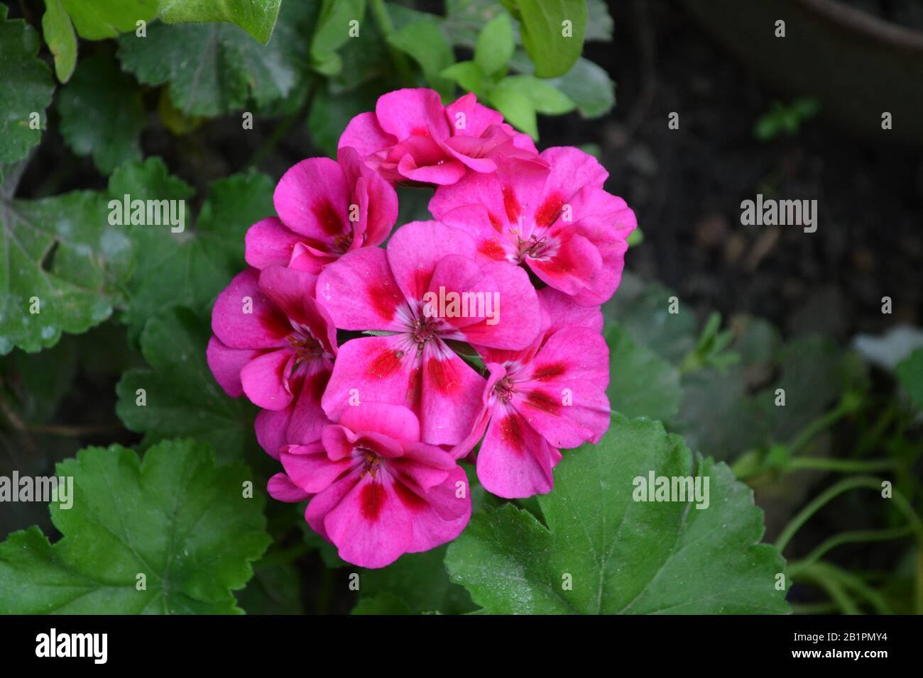 Geranio rosa. Crimson Di Grado Unico. Pelargonio. Aiuola. Piante da ...