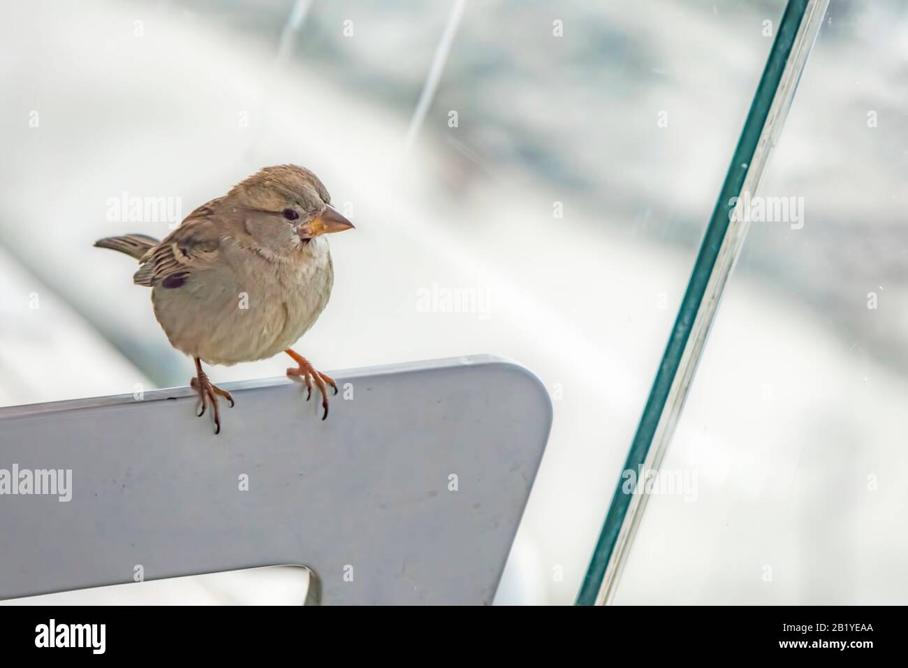 Passeri domestici in volo immagini e fotografie stock ad alta ...