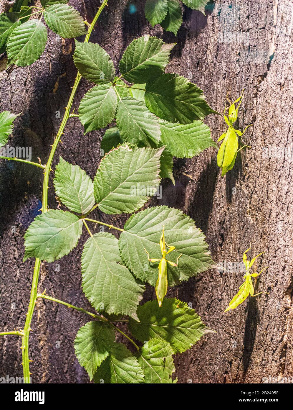 Phyllium di insetti fogliari immagini e fotografie stock ad alta ...