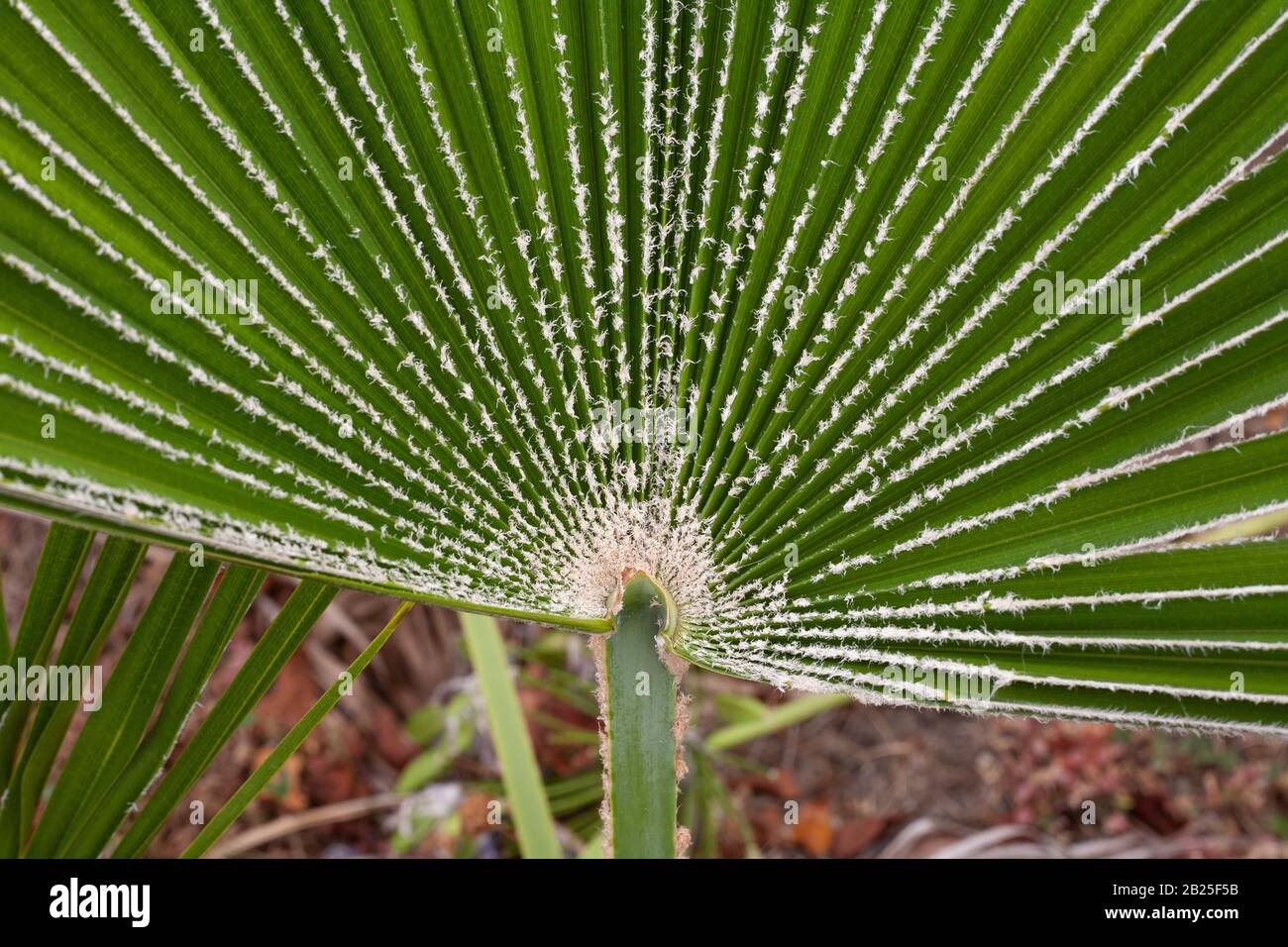 Trachycarpus fortunei frost immagini e fotografie stock ad alta ...