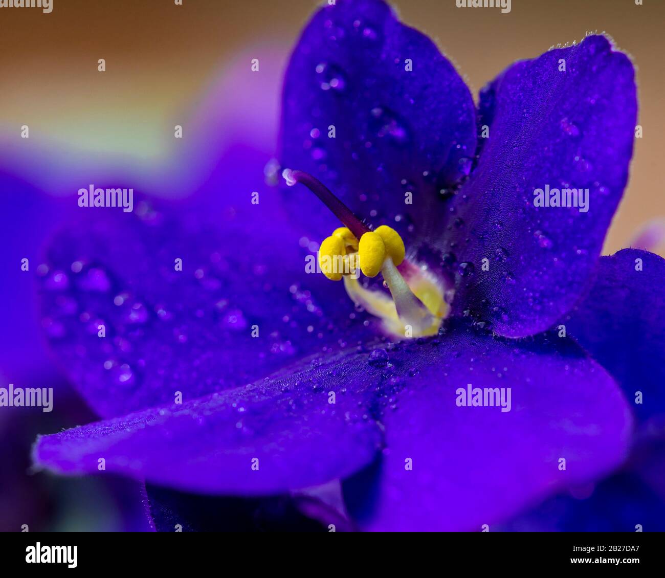 Romanticismo africano immagini e fotografie stock ad alta risoluzione ...