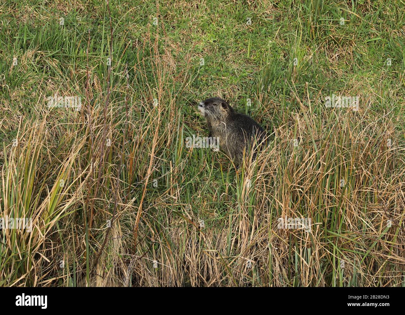 Nutria rodent teeth immagini e fotografie stock ad alta risoluzione - Alamy