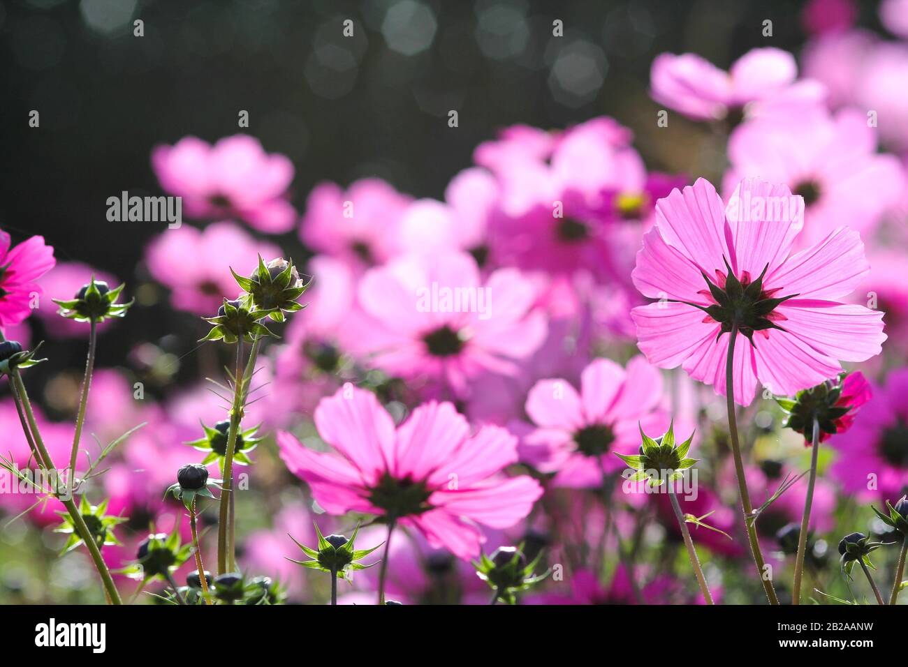 Fiori di prato attraenti immagini e fotografie stock ad alta ...