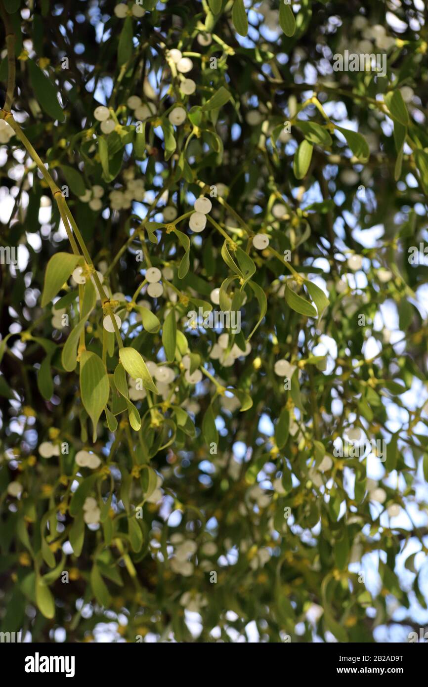 Rituale di quercia e vischio immagini e fotografie stock ad alta ...
