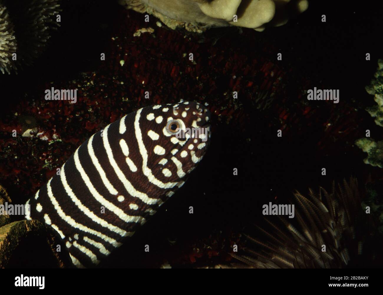 Zebra moray immagini e fotografie stock ad alta risoluzione - Alamy