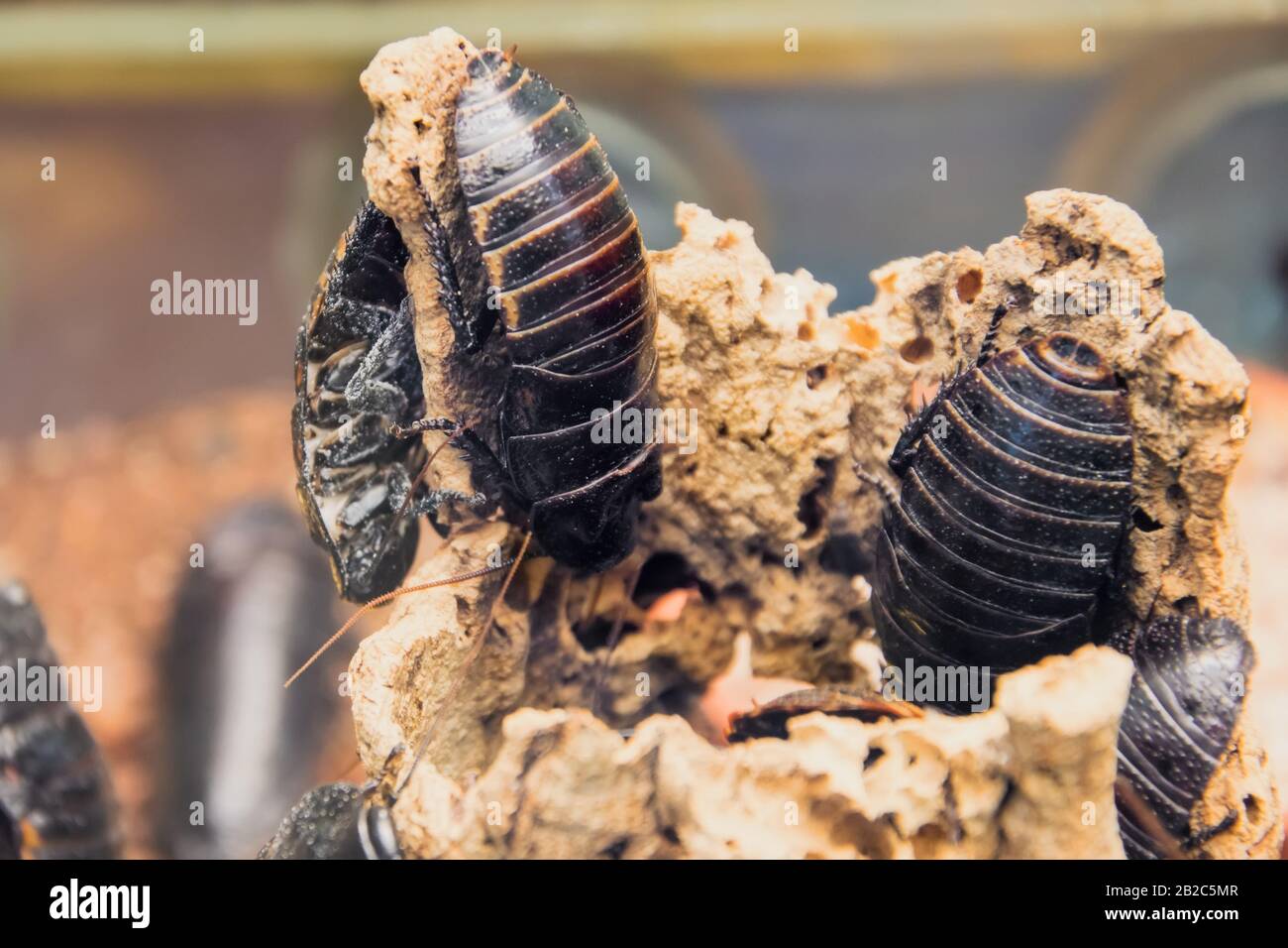 Scarafaggi giganti immagini e fotografie stock ad alta risoluzione - Alamy