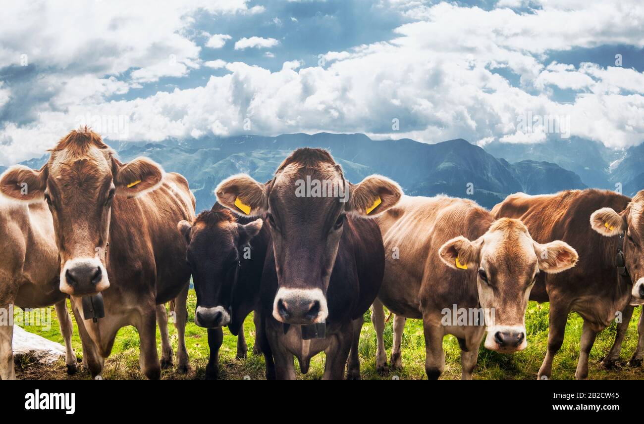 Mucche svizzere marroni immagini e fotografie stock ad alta risoluzione ...