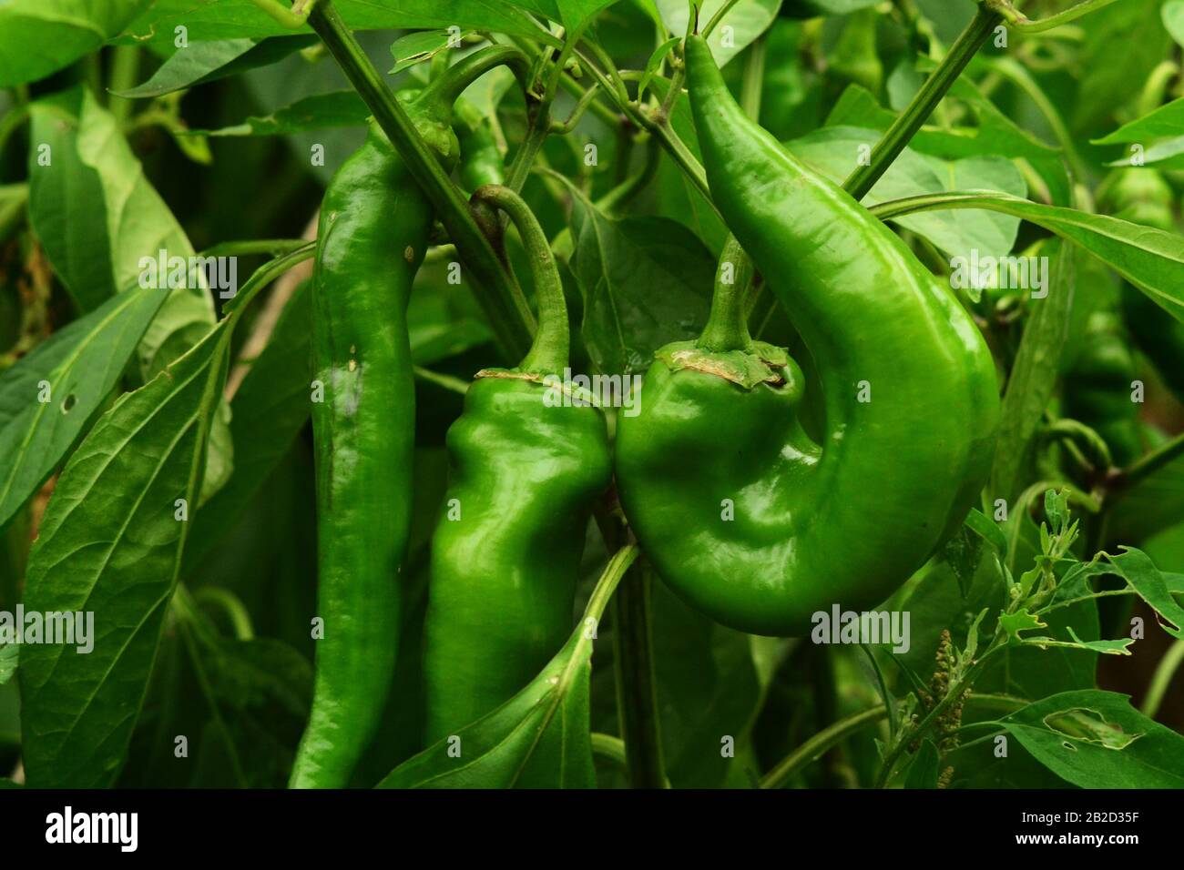 Pepe grande immagini e fotografie stock ad alta risoluzione - Alamy