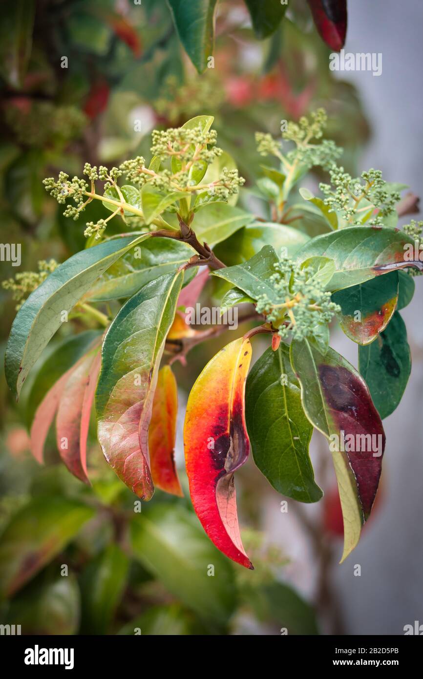 Sfondi ocra immagini e fotografie stock ad alta risoluzione - Alamy