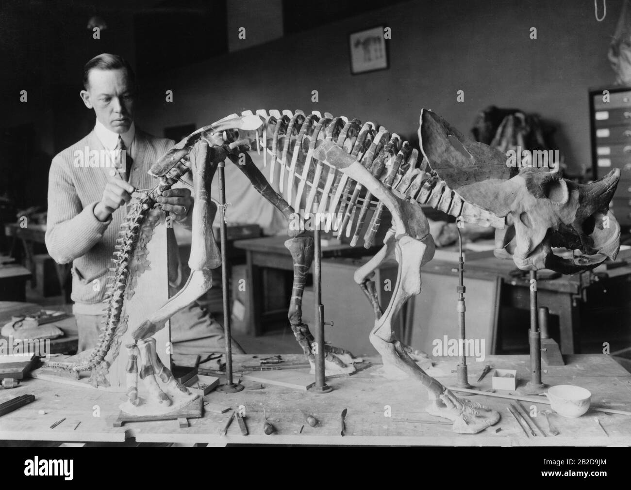 Fossile di dinosauro paleontologo immagini e fotografie stock ad alta ...