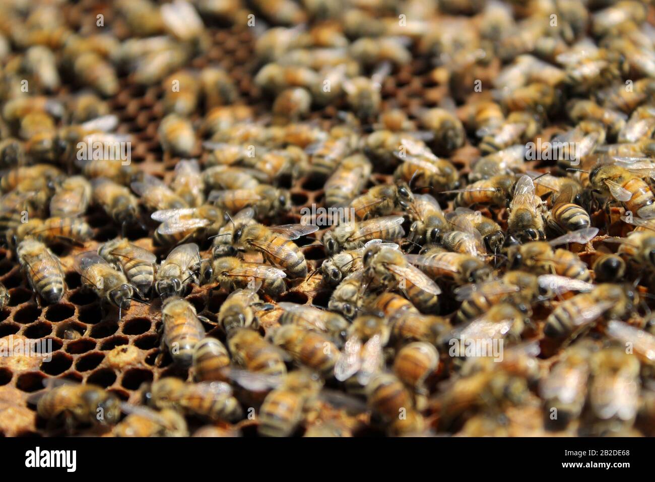 Covata di api sul telaio immagini e fotografie stock ad alta ...