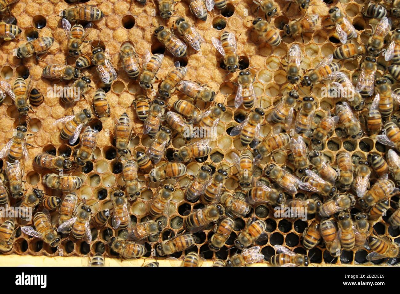 Covata di api sul telaio immagini e fotografie stock ad alta ...
