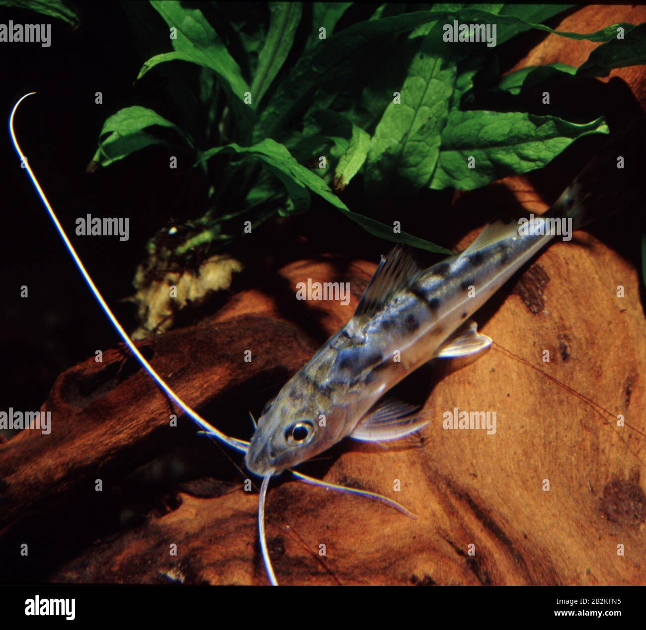 Pesce gatto pictus immagini e fotografie stock ad alta risoluzione - Alamy