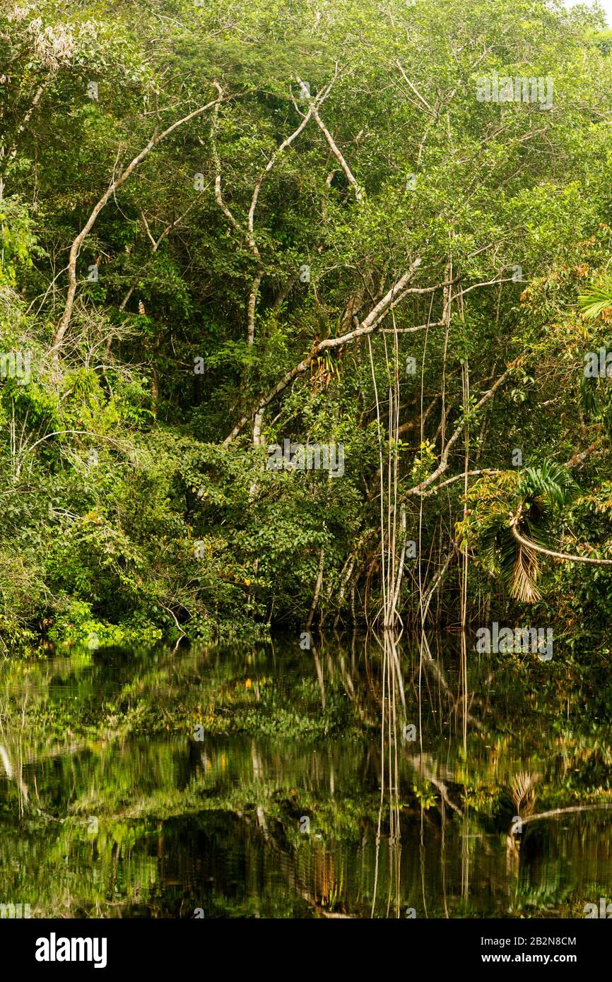 Tema della giungla immagini e fotografie stock ad alta risoluzione - Alamy