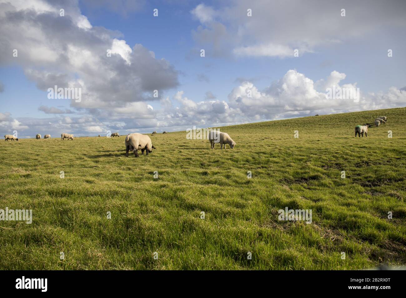 Pecore alte pascoli irlandesi immagini e fotografie stock ad alta ...