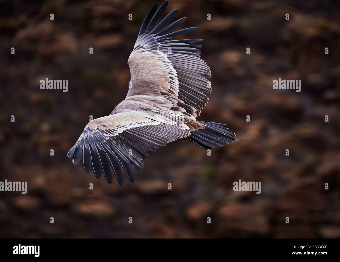 Grande uccello rapace immagini e fotografie stock ad alta risoluzione ...