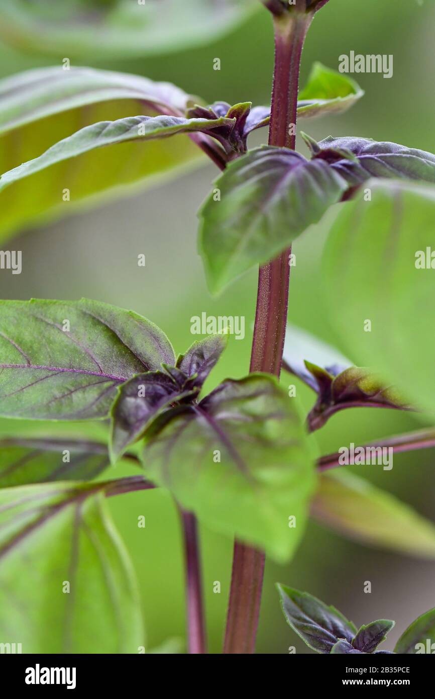 Pianta di basilico sano immagini e fotografie stock ad alta risoluzione ...