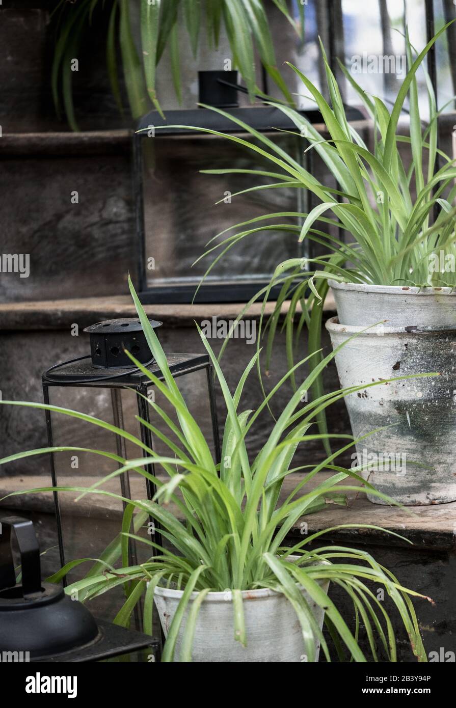 Vaso per piante sui gradini del giardino immagini e fotografie stock ad ...