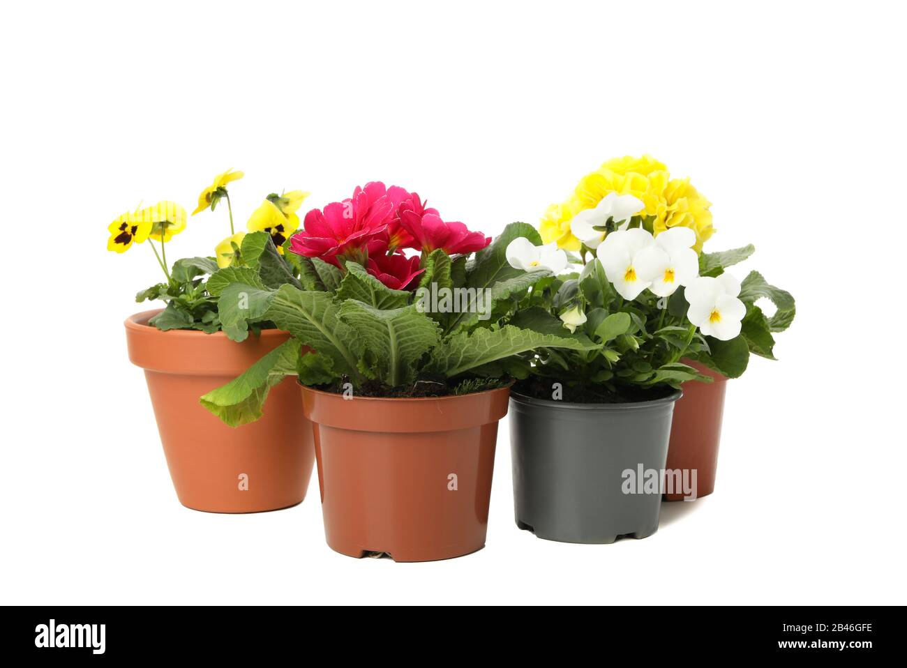 Primule in primavera Immagini senza sfondo e Foto Stock ritagliate - Alamy
