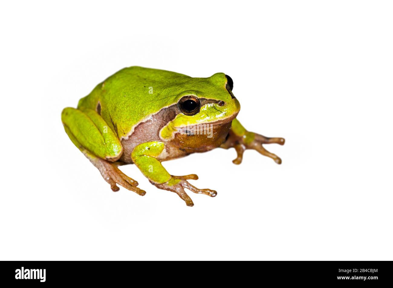 Sfondo di rana immagini e fotografie stock ad alta risoluzione - Alamy
