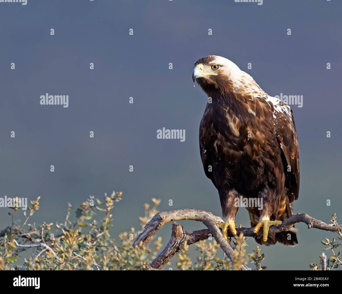Aquila imperiale spagnola aquila adalberti su agrifoglio quercia ...